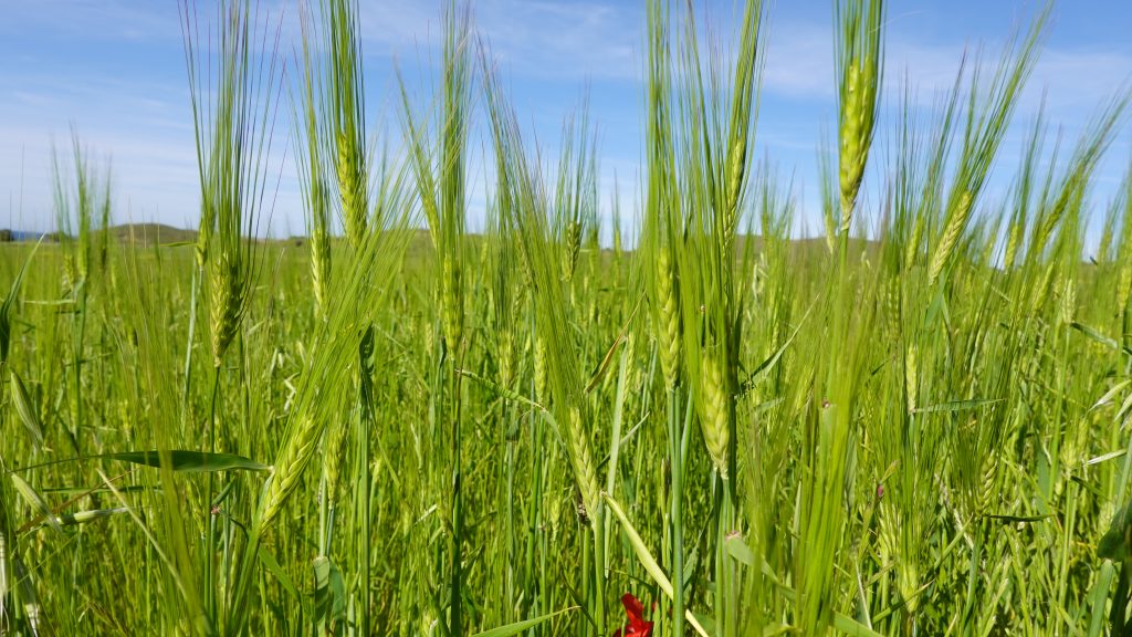 Breeding field crops - Τμήμα ΕΦΠ
